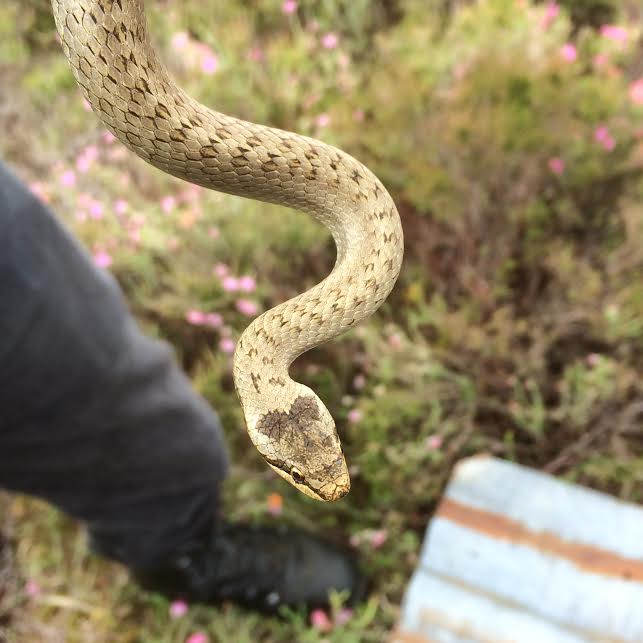 Smooth Operator – Kevin Parr