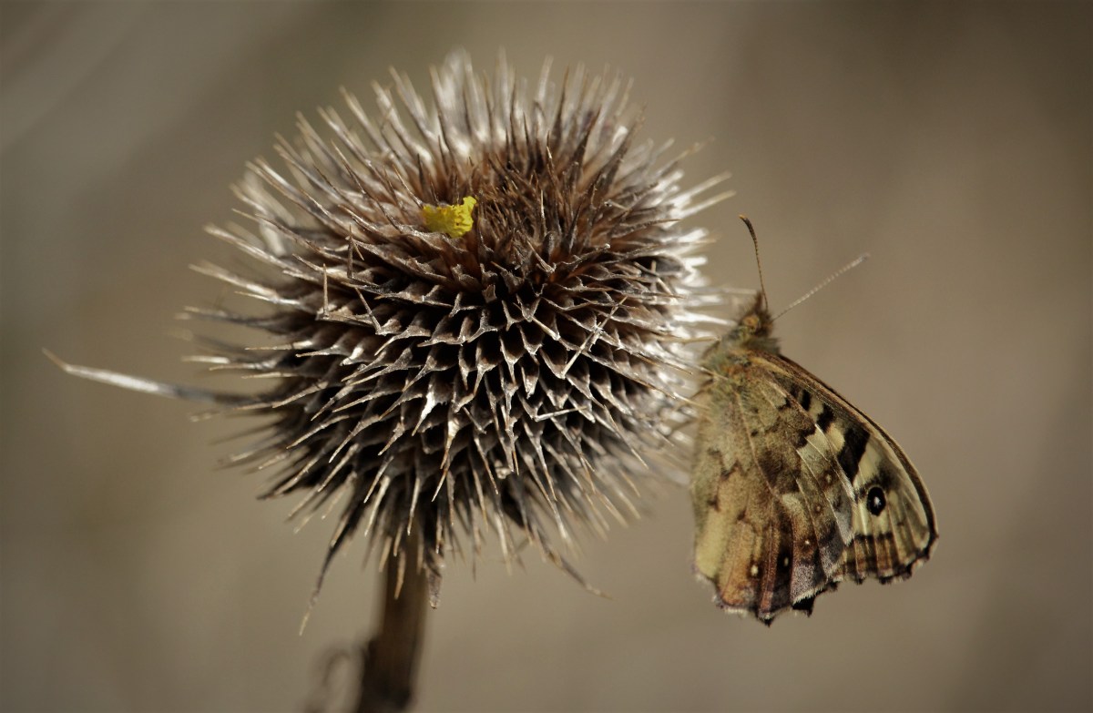 Bloodlines – Kevin Parr