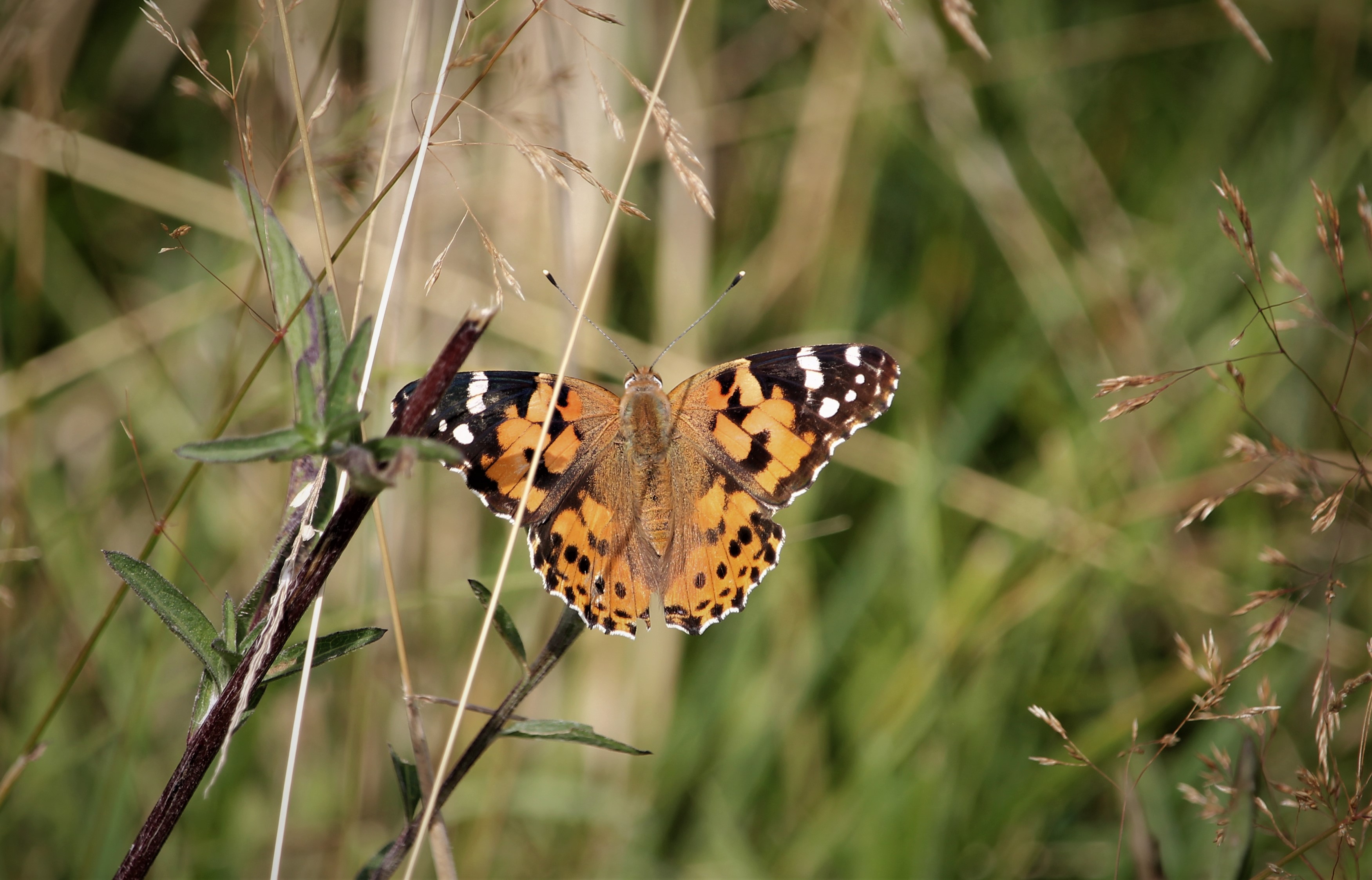 Butterfly Summer – Kevin Parr