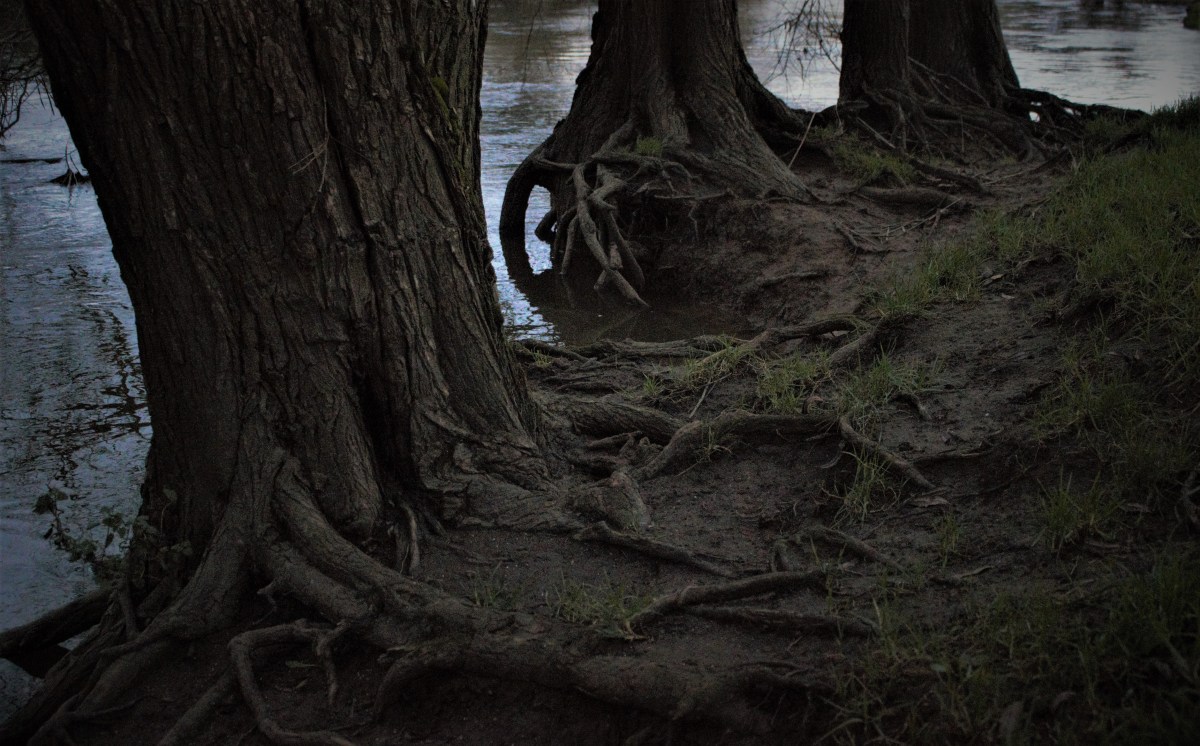 Institutionalisation – Kevin Parr